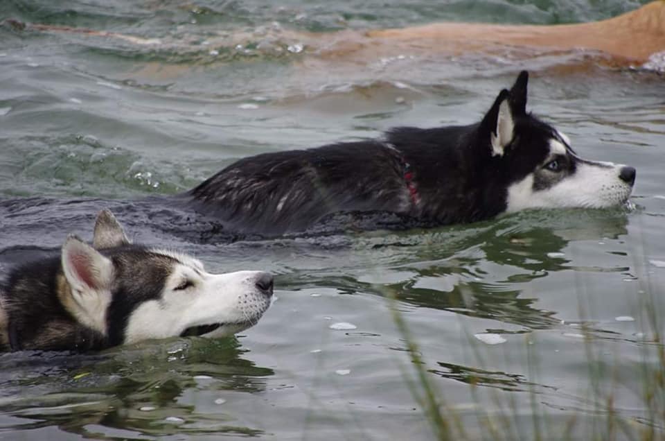 Les bienfaits des régimes à base de poisson pour les chiens - Max Nutrition