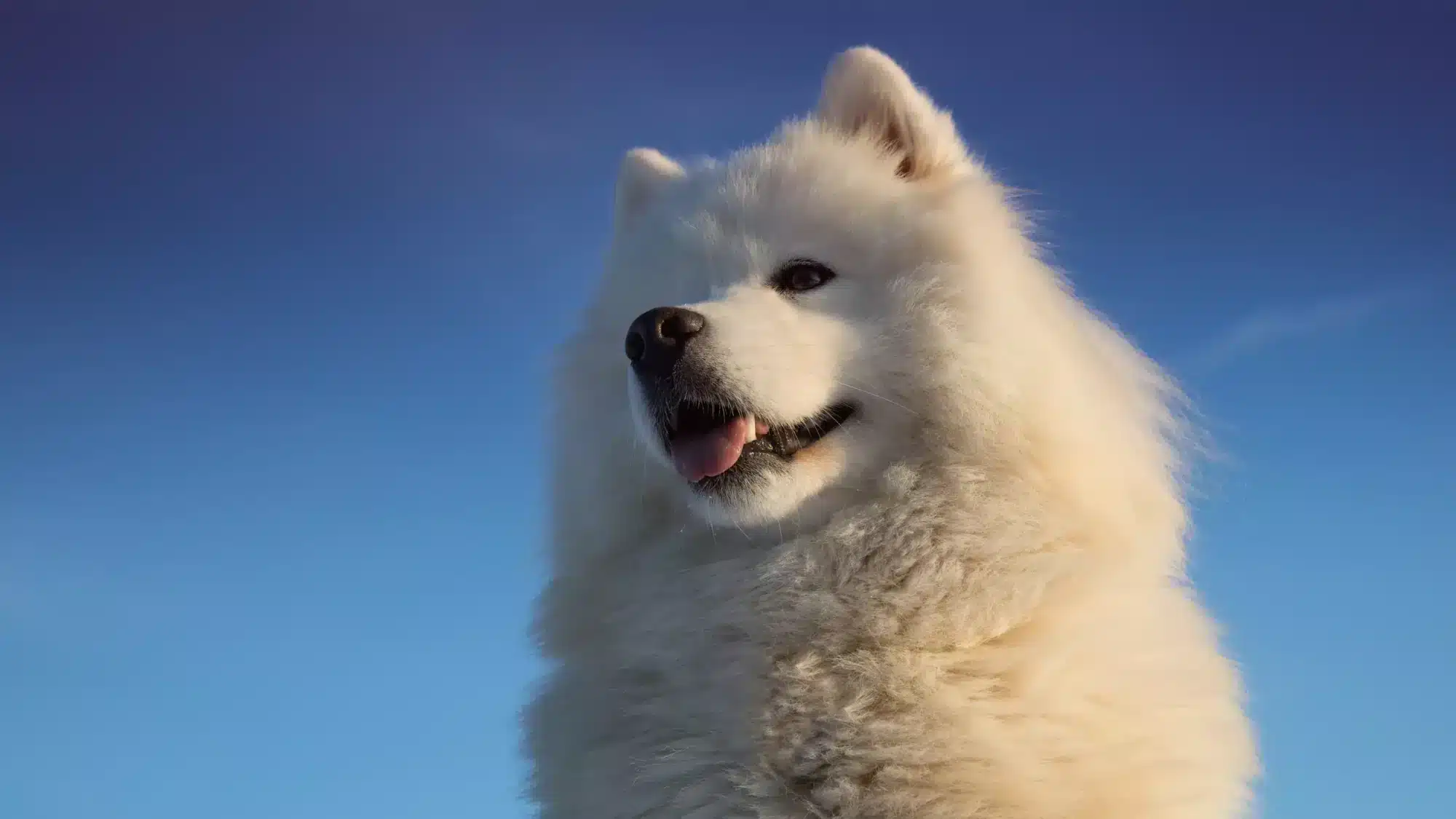 Les 7 meilleures astuces pour renforcer le pelage de votre chien ...